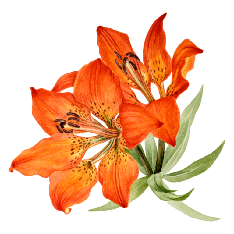 Florum – Floristik Design